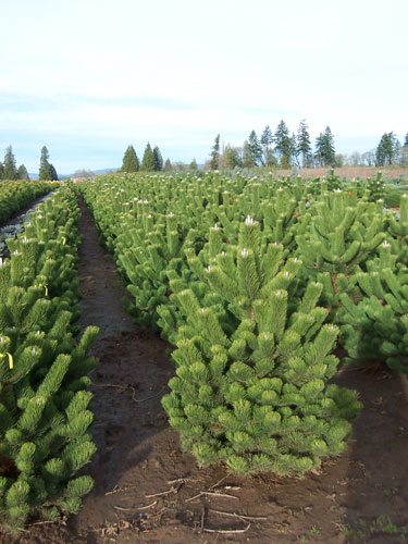 Images and Places, Pictures and Info: oregon green austrian pine